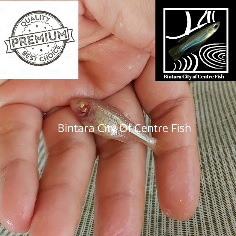 Jual Ikan Mata Buta Blind Cave, size 2,2-2,5cm (M), min order 50 ekor ...