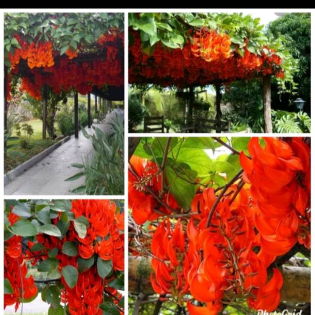 Jual Bibit tanaman hias Flame Of Irian - bibit bunga irian tinggi ...