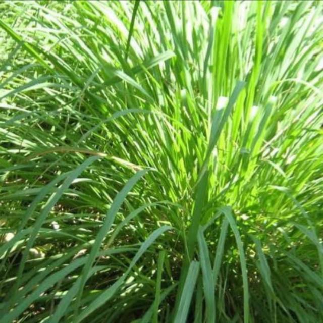 Jual helei bibit tanaman jadi sereh/serei bumbu masak/dapur | Shopee ...