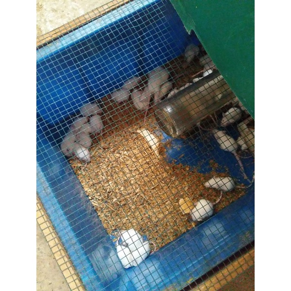 Jual mencit jumper/tikus putih/pakan hewan | Shopee Indonesia