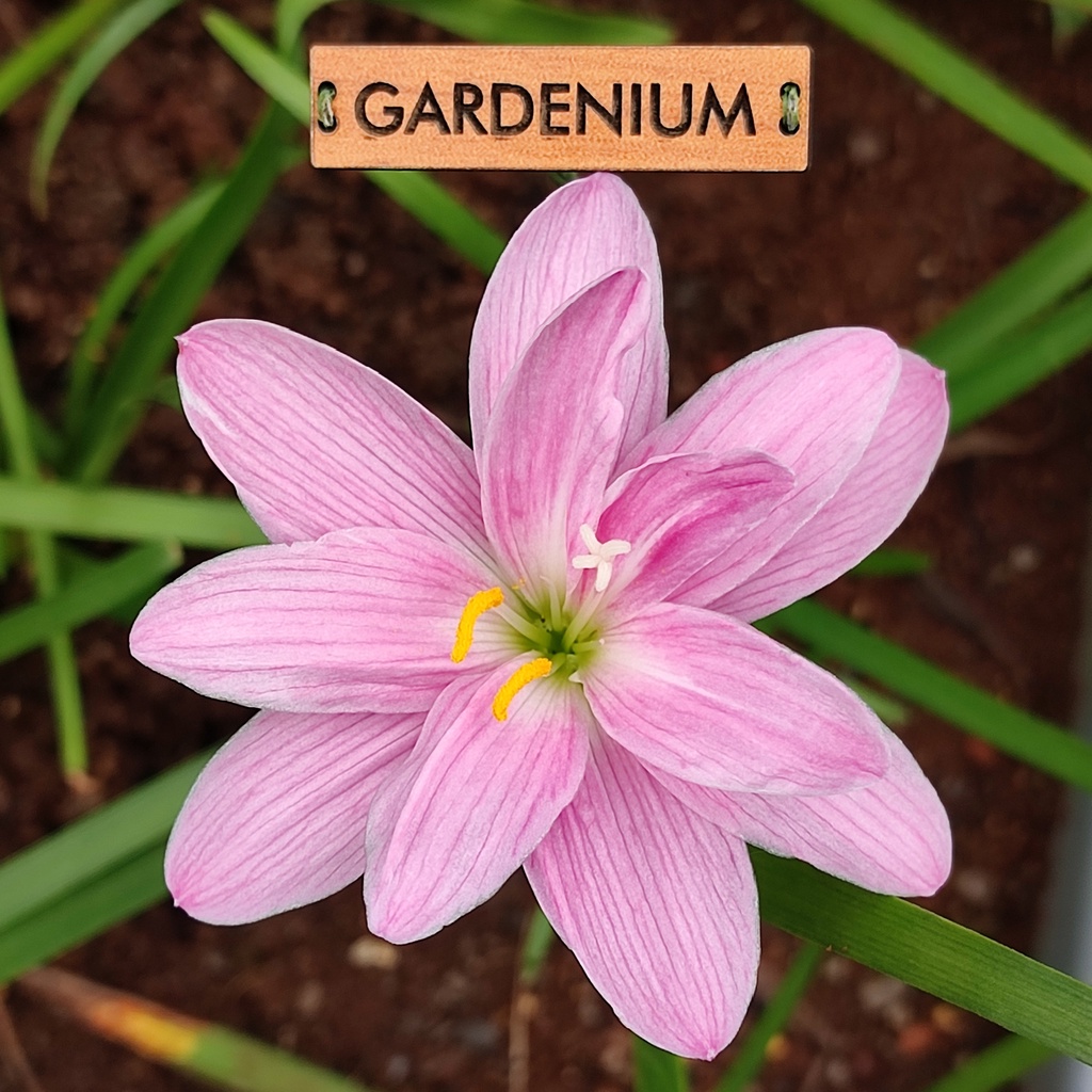 Jual Umbi Bunga Rain Lily Turandot - Rainlily Zephyranthes Hybrid ...