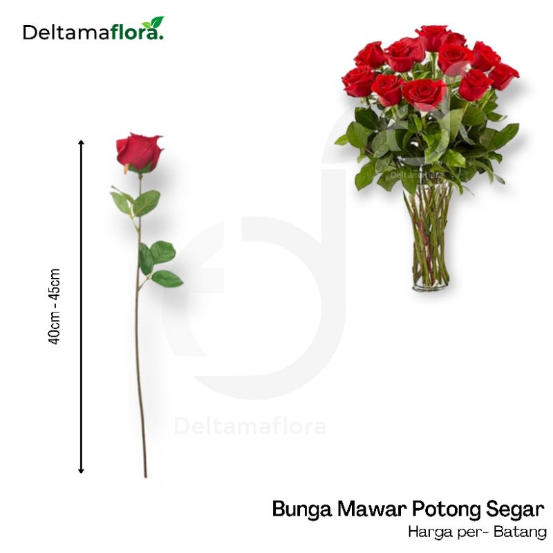 Jual Bunga mawar potong per batang - bunga mawar potong segar | Shopee ...