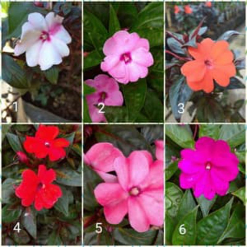 Jual TANAMAN HIAS BUNGA PACAR AIR (impatiens hawkerii) BERVARIASI ...