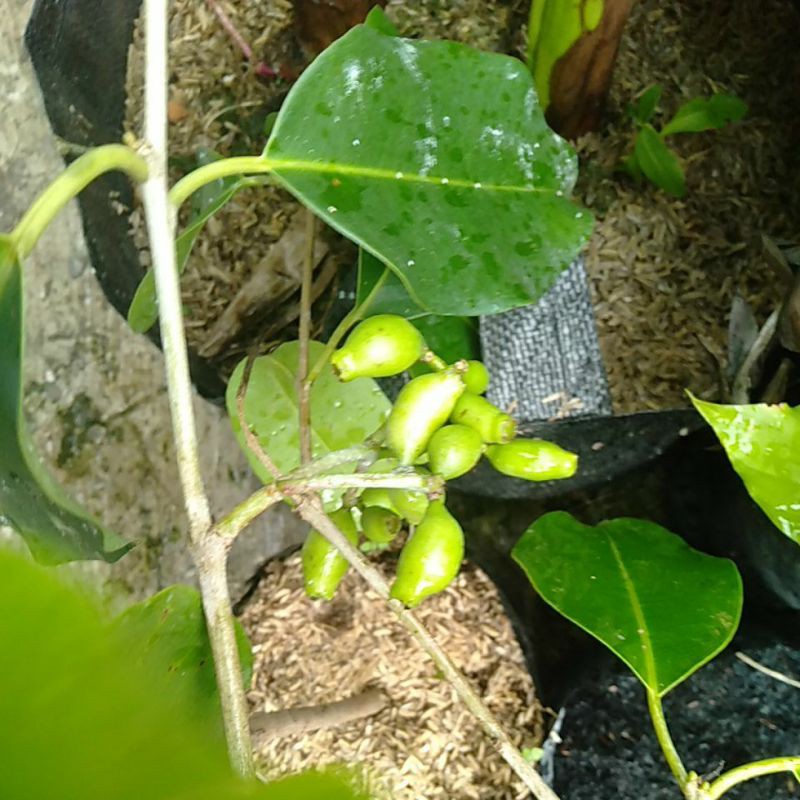 Jual Duwet Jamblang Hitam tanaman buah manis masam | Shopee Indonesia