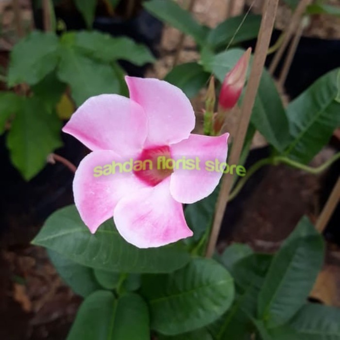Jual pohon alamanda bunga pink / tanaman hias/bunga alamanda/pohon ...