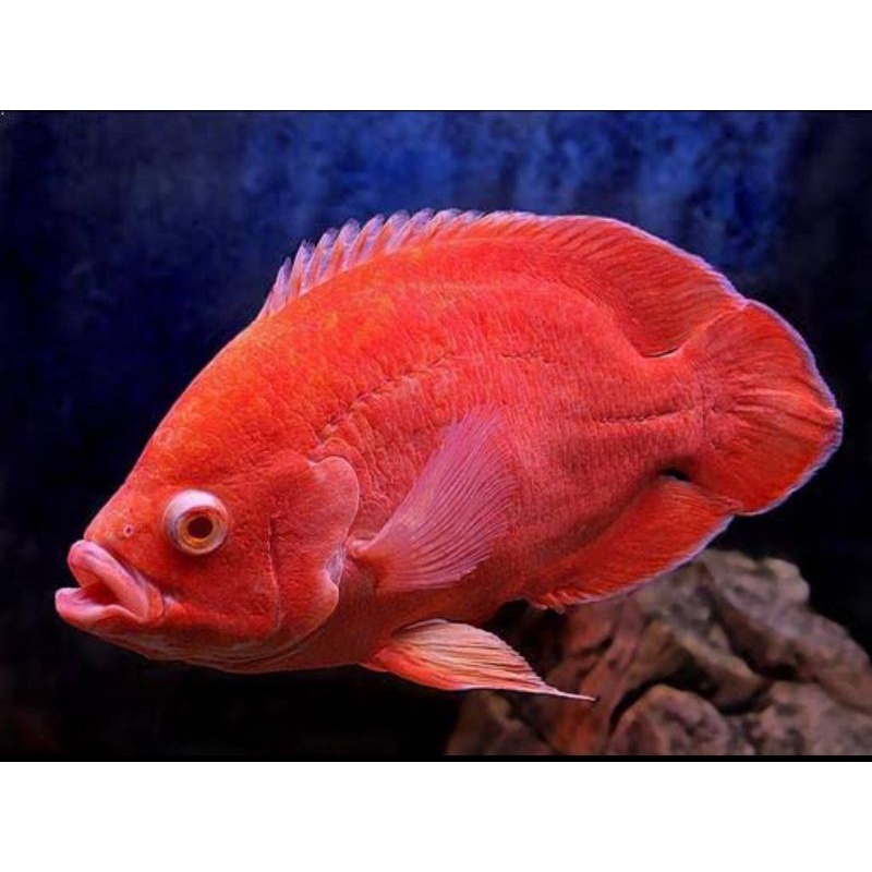 Jual Oscar Short Body Paris Albino American Cichlid | Shopee Indonesia