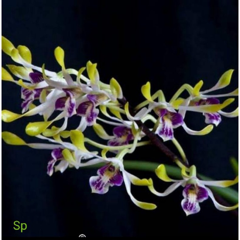 Jual Dendrobium canaliculatum | Shopee Indonesia