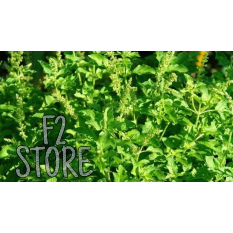 Jual daun ruku ruku segar/daun holi lampes 100 gr | Shopee Indonesia