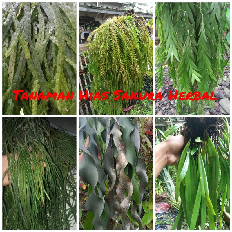 Jual Paket hemat 6 jenis rumpai tanaman hias | Shopee Indonesia