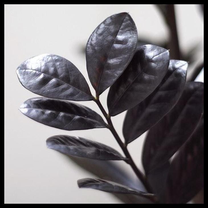 Jual TANAMAN HIAS ZAMIOCULCAS ZAMIIIFOLIARAVEN / ZAMIA BLACK / ZAMIA ...
