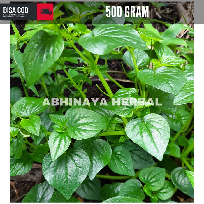 Jual Daun Suruhan segar / daun sirih cina herbal 500 gram | Shopee ...