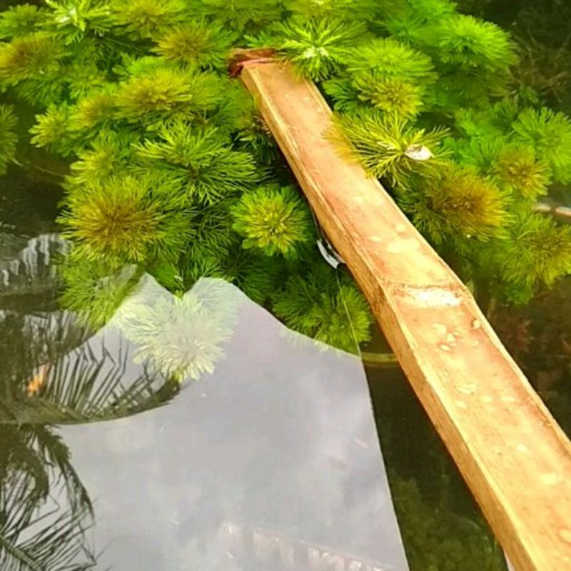 Jual ambulia tanaman air aquarium/aquascape | full daun air | Shopee ...