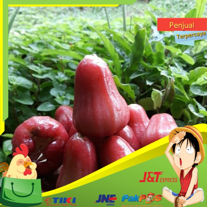 Jual Dijual Jambu Air Citra Besar Bagus Segar Enak lsdh Sangat Mudah ...