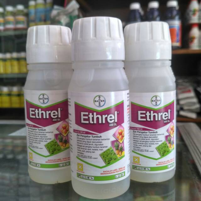 Jual Obat pematang buah/ Obat buah/ Obat cair Ethrel 480 SL | Shopee ...