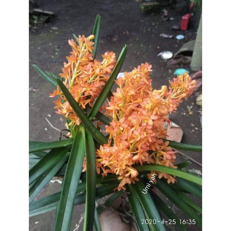 Jual anggrek vanda mini asco | Shopee Indonesia