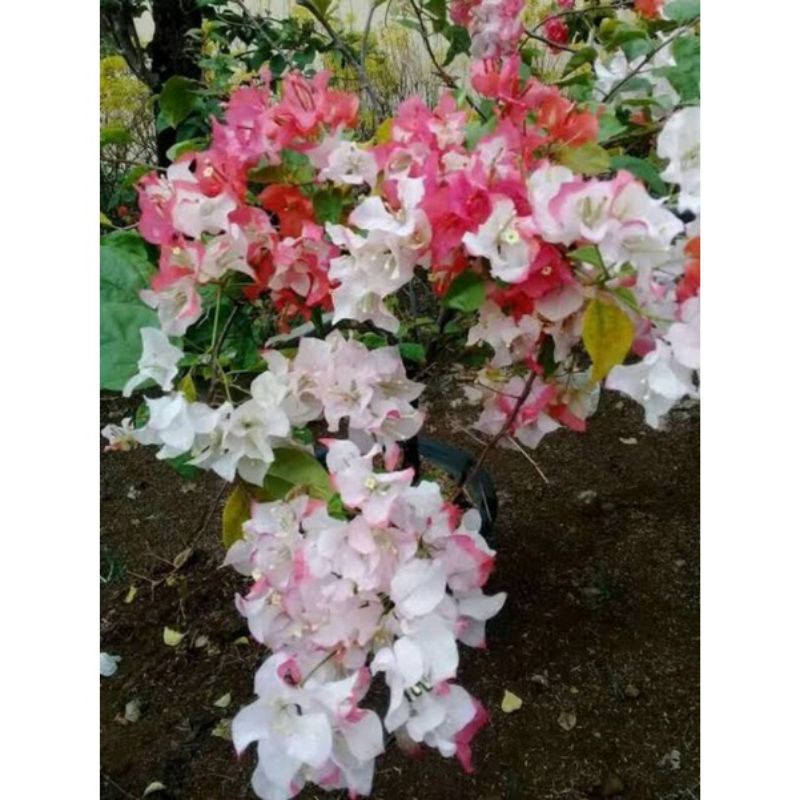 Jual NEW!!TANAMAN HIAS BUGENVIL BUNGA KERTAS//3 WARNA MIX | Shopee ...