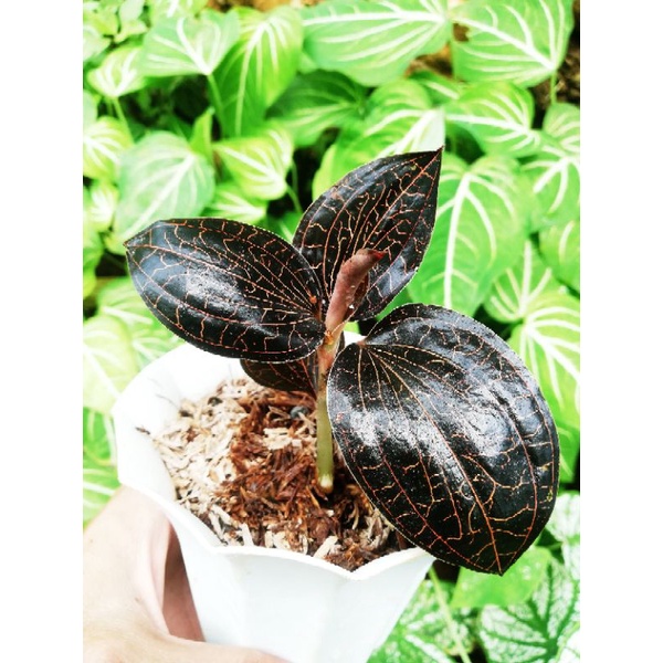 Jual Jewel orchid / anggrek permata/ nephelaphyllum / machodes ...