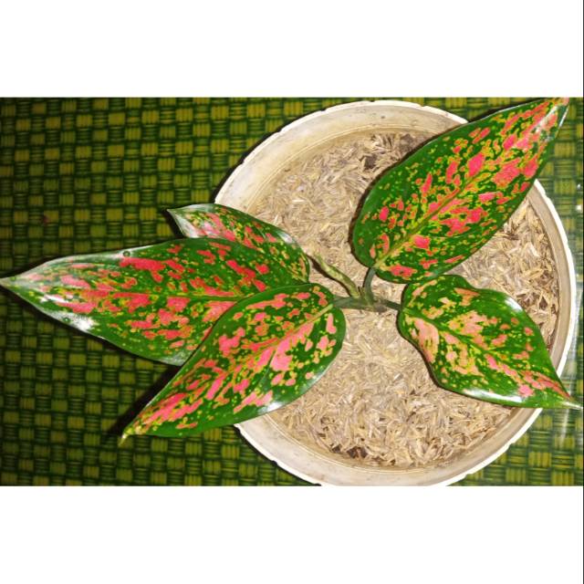 Jual Venus Daun besar | Shopee Indonesia