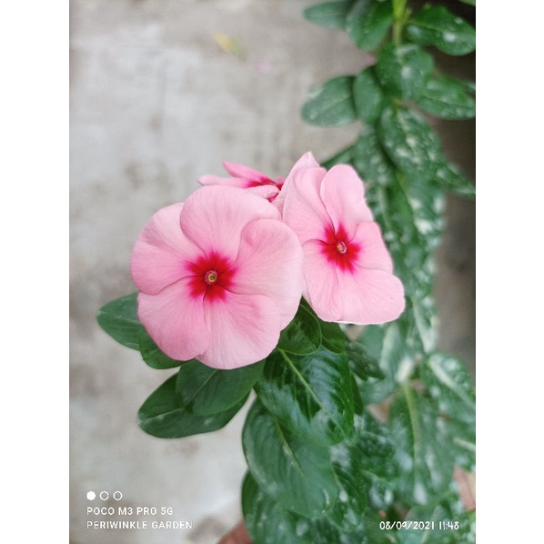Jual BENIH FRESH BUNGA CANTIK VINCA JUNTAI/GANTUNG STRAWBERRY SPLASH ...