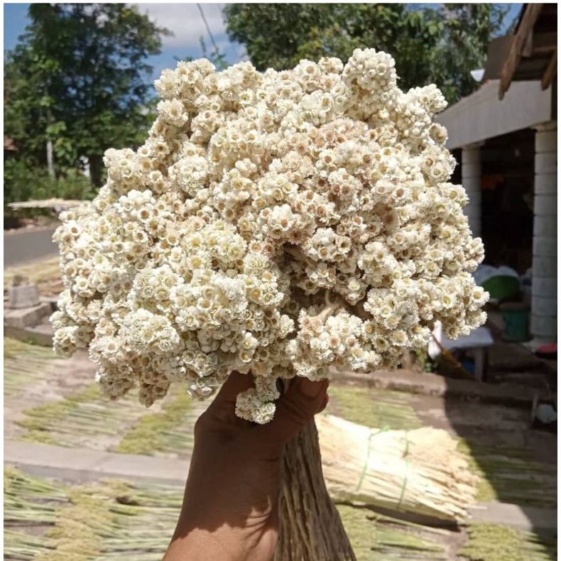 Jual (HEMAT)ikatan jumbo Bunga Edelweis Kering/Bunga Abadi/Bahan buket ...