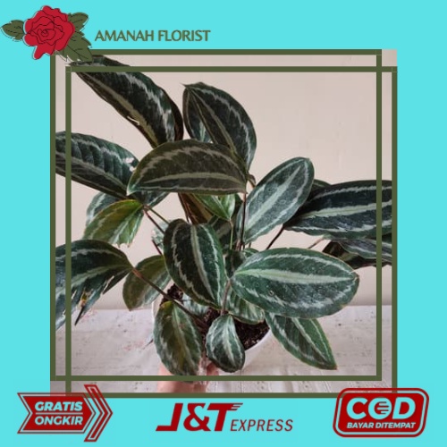 Jual Bunga Kalatea Semangka Tanaman Hias Calathea Veitchiana Bunga ...
