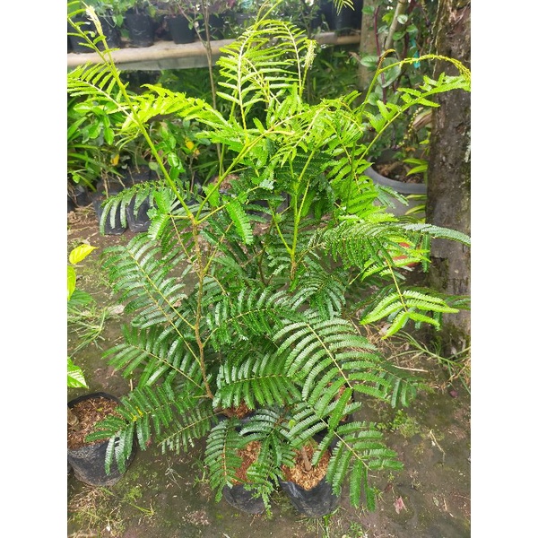 Jual Bibit Tanaman Pete Petai | Shopee Indonesia