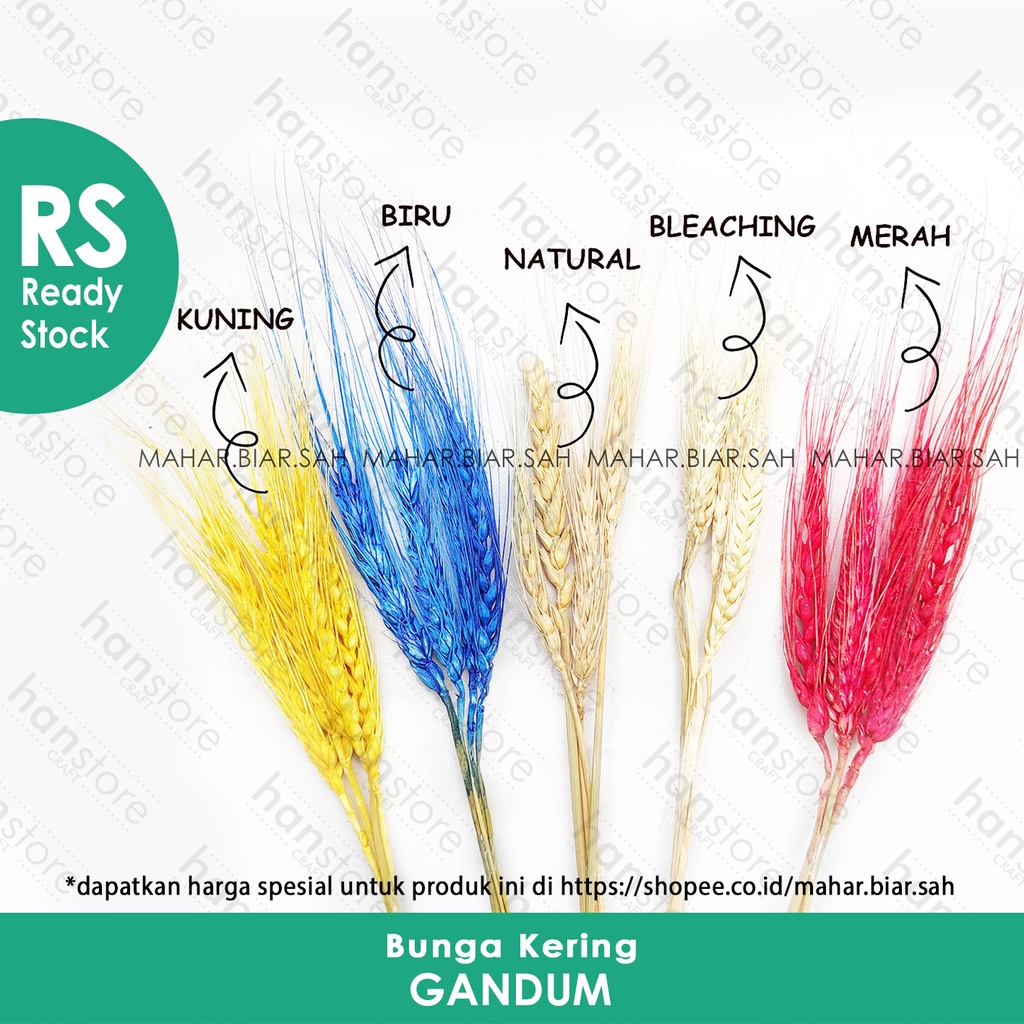 Jual RS 4 Tangkai Gandum Kering / Natural Wheat Dried Flower / Bunga ...