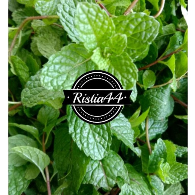 Jual Jual daun mint segar per 300 gram | Shopee Indonesia