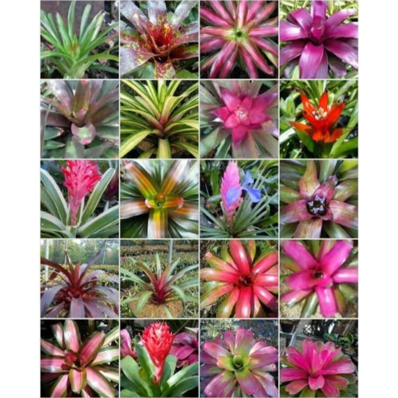 Jual bromelia | Shopee Indonesia