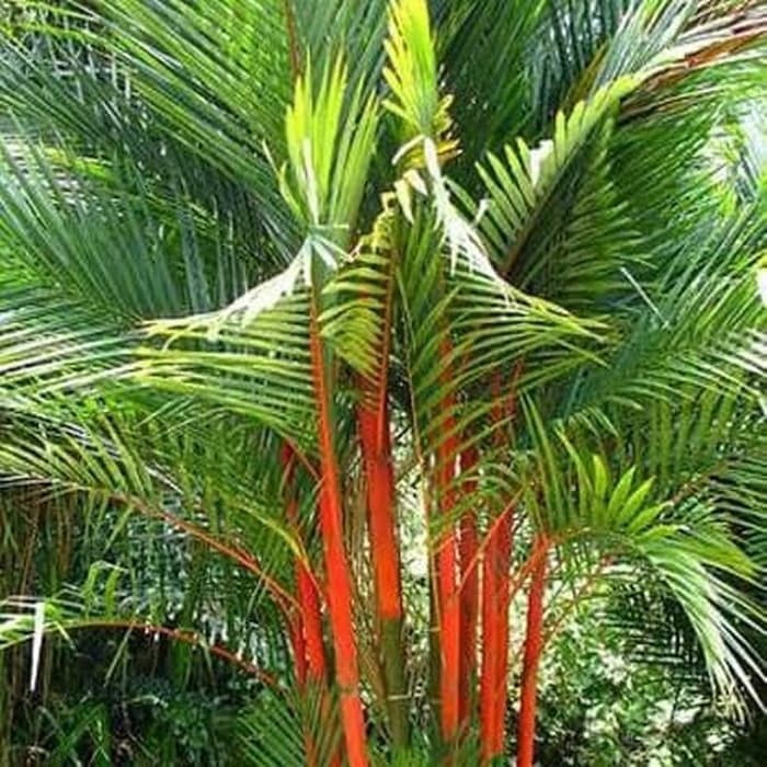 Jual Tanaman Palem pinang merah | Shopee Indonesia