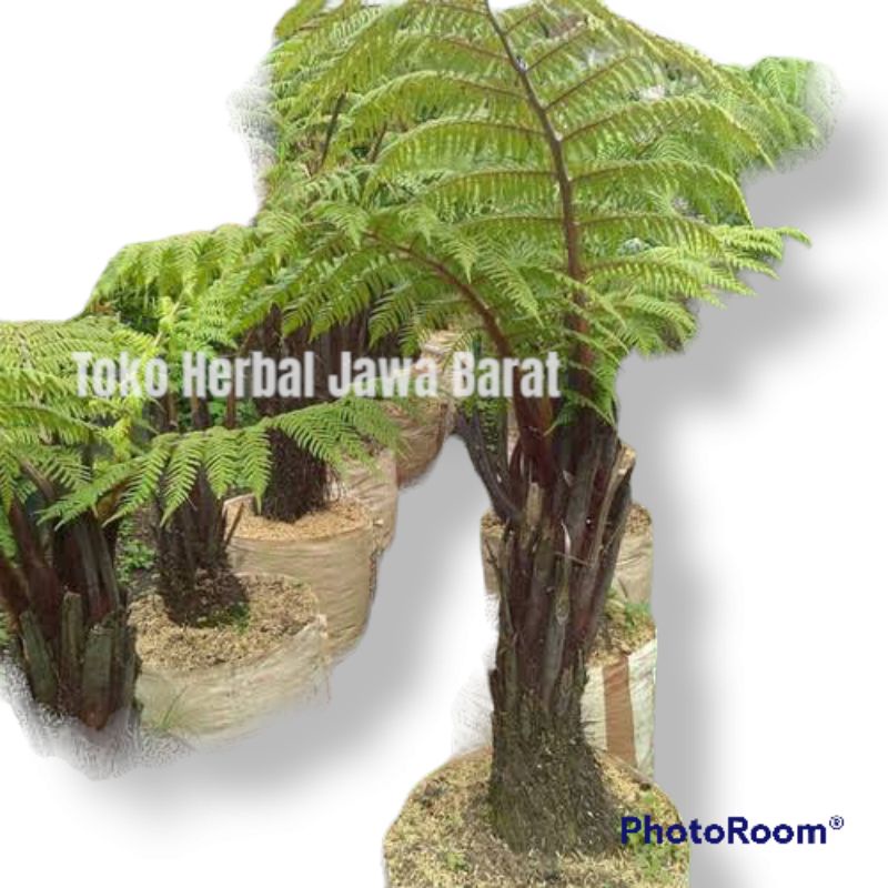 Jual pakis monyet/paku tihang/pakis hutan/2 meter | Shopee Indonesia