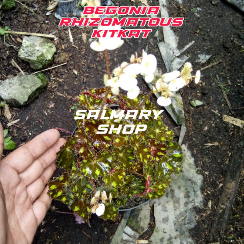 Jual Tanaman Hias Bunga Begonia Rhizomatous Kitkat / Begonia Tiger Cub ...