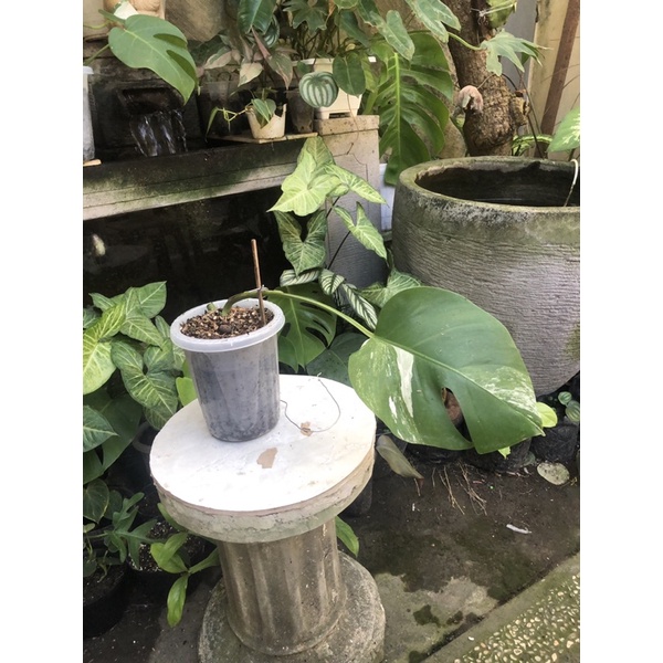 Jual Monstera variegata / monvar / Monstera King /Monstera deliciosa ...