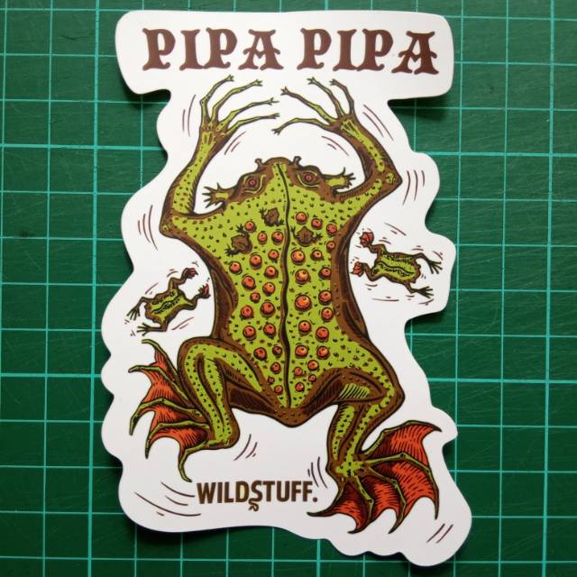 Jual Sticker Wildstuff Pipa-pipa Suriname toad | Shopee Indonesia