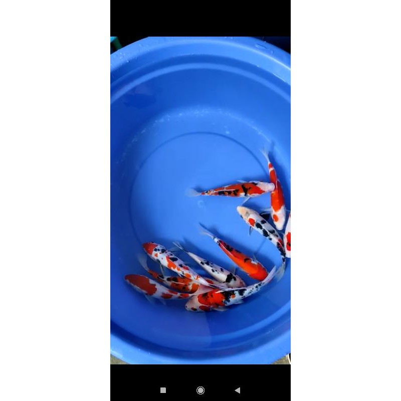 Jual Paket Ikan Koi Blitar Grade A Super Murah | Shopee Indonesia