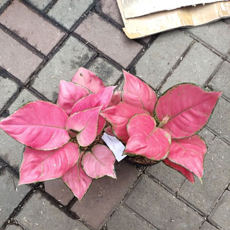 Jual aglonem red anja dan pink catrina | Shopee Indonesia