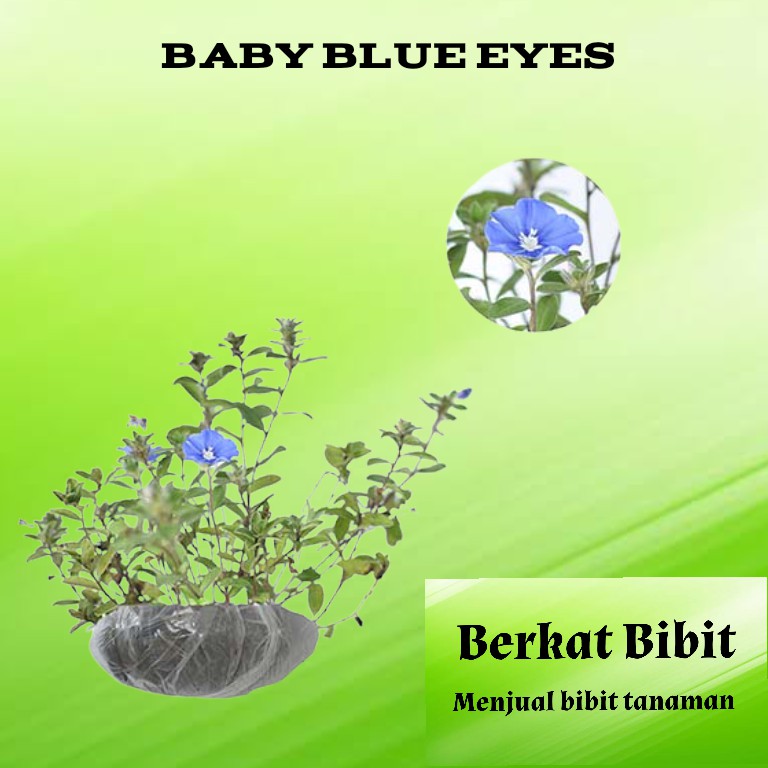 Jual Tanaman Bunga Baby Blue Eyes | Shopee Indonesia