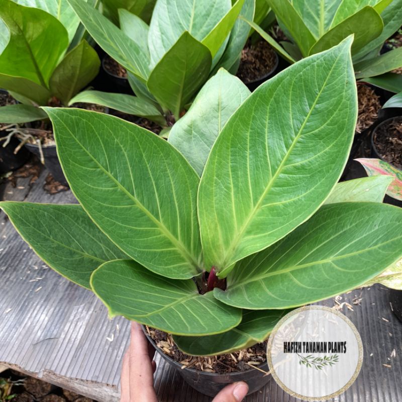 Jual ( BISA COD) Tanaman Hias Anthurium Jemani Mangkok Tornado / Jemani ...