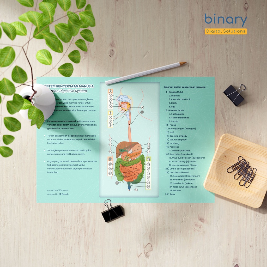 Jual Poster Sistem Pencernaan Manusia | Edu-35 | Poster Edukasi | Shopee Indonesia