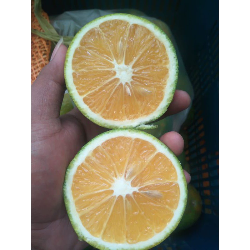 Jual jeruk baby java manis asli malang | Shopee Indonesia