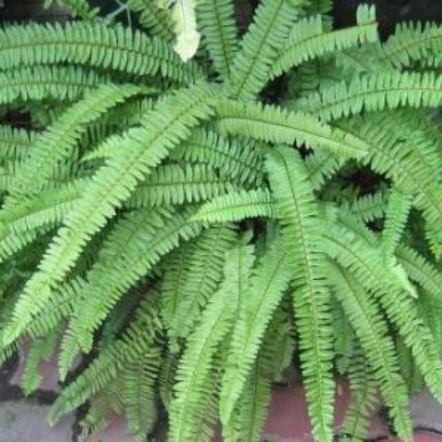 Jual Tanaman pakis boston | Shopee Indonesia