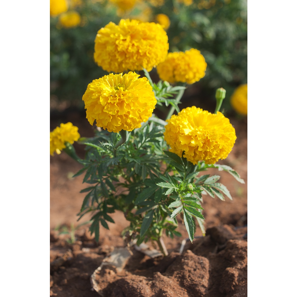 Jual PROMO TANAMAN HIAS BUNGA MARIE GOLD Tanaman hias hidup bunga marie ...