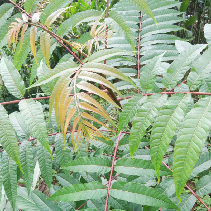 Jual Daun Pohon Suren Pembasmi Hama per 500 gram | Shopee Indonesia