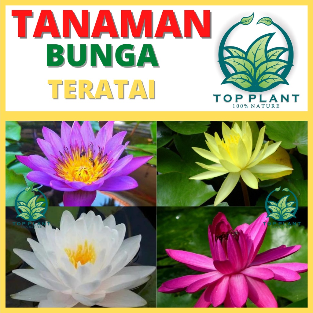 Jual Tanaman Teratai (Nymphaea) Berbunga Warna - Bibit Bunga Hidup ...