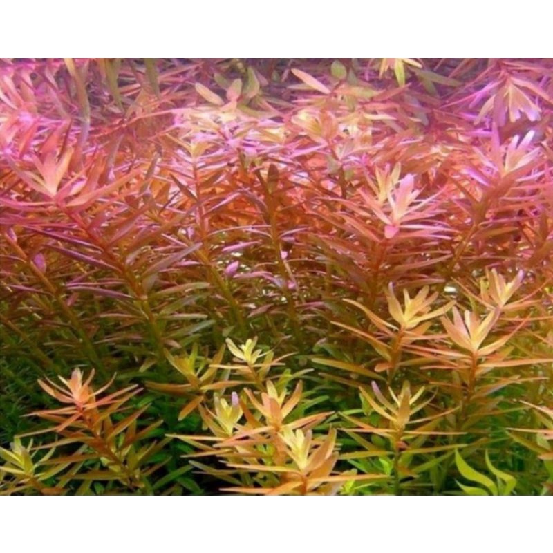Jual Rotala Rotundifolia Colorata 15 Batang | Tanaman Aquascape ...