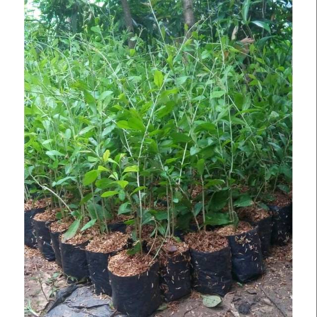 Jual lee kwan yew li kuan yu lee kwan yu tanaman juntai tanaman tirai ...