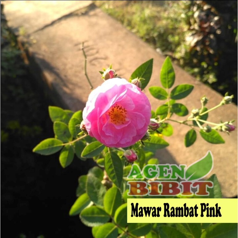Jual Bibit Pohon Bunga Mawar Rambat Pink Tanaman Hias Climbing Rose ...