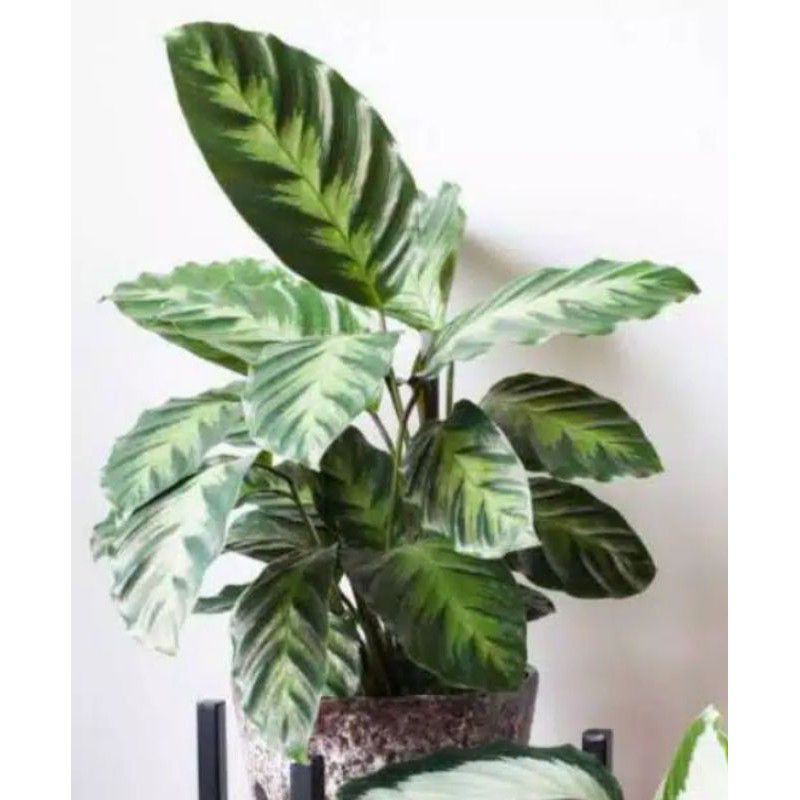 Jual Calathea Misto | Shopee Indonesia