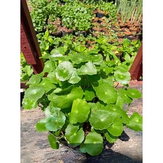 Jual pegagan air Harga Terbaik & Termurah Agustus 2025 | Shopee Indonesia