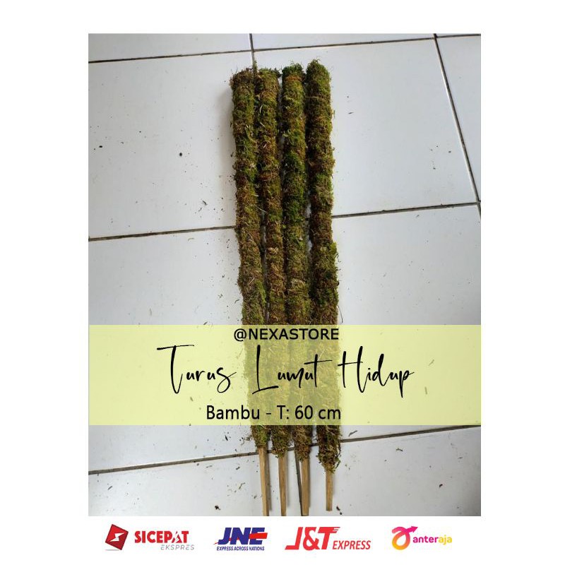Jual Turus lumut hidup penyangga tanaman rambat - Bambu 60 cm | Shopee ...